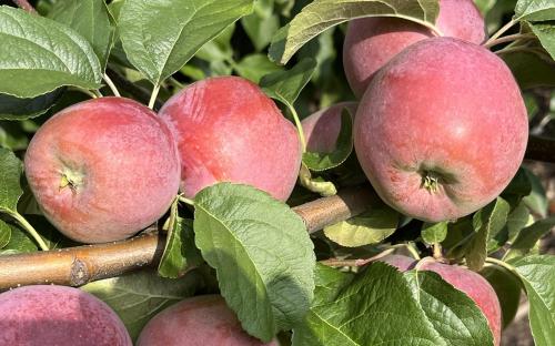 The best apple trees for beginners