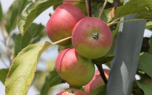 Rare and unusual apple trees