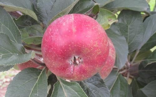 List of fireblight-resistant apple varieties